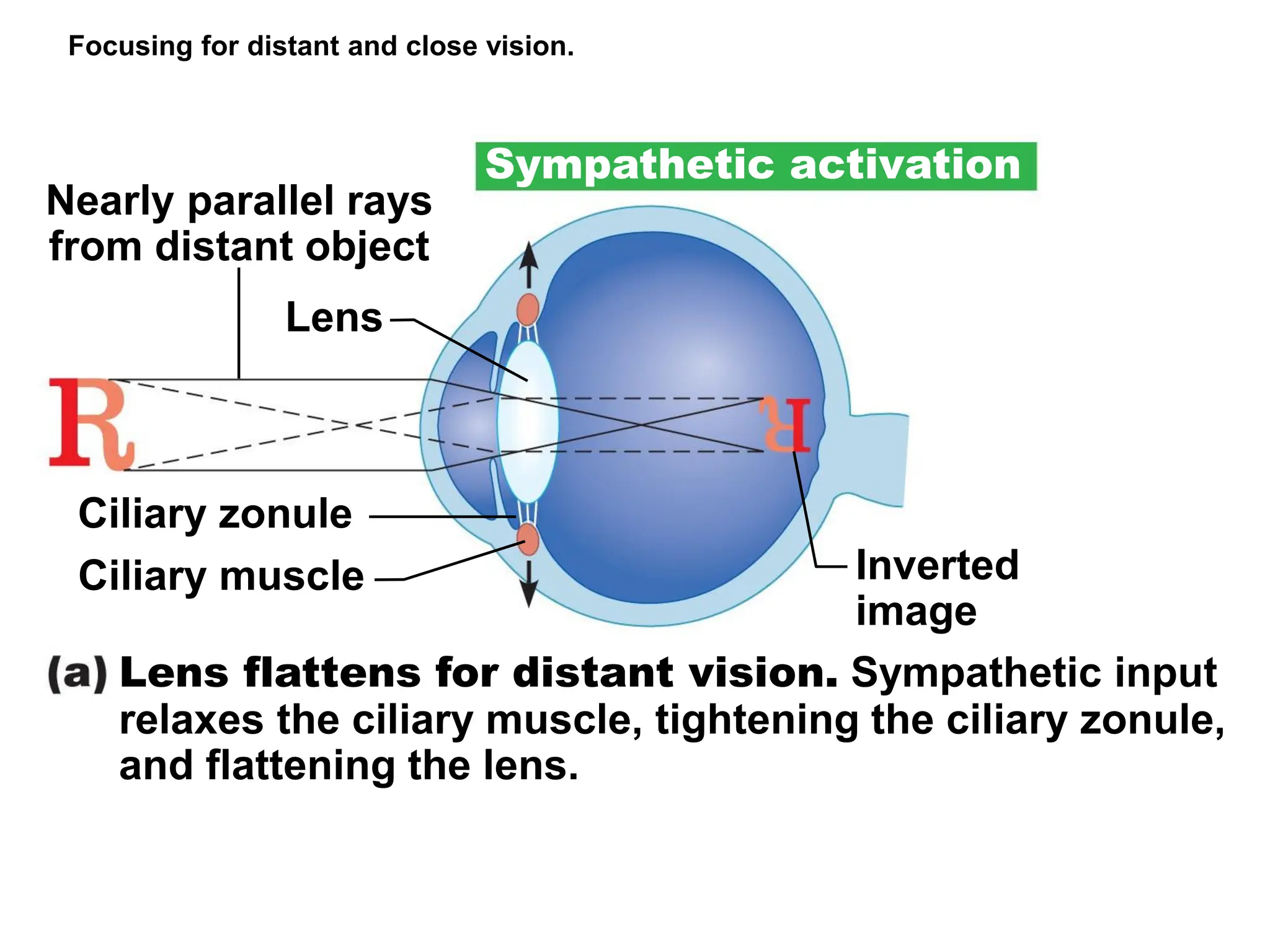 VISION IN ANIMALS VETERINARY PHYSIOLOGY.pdf