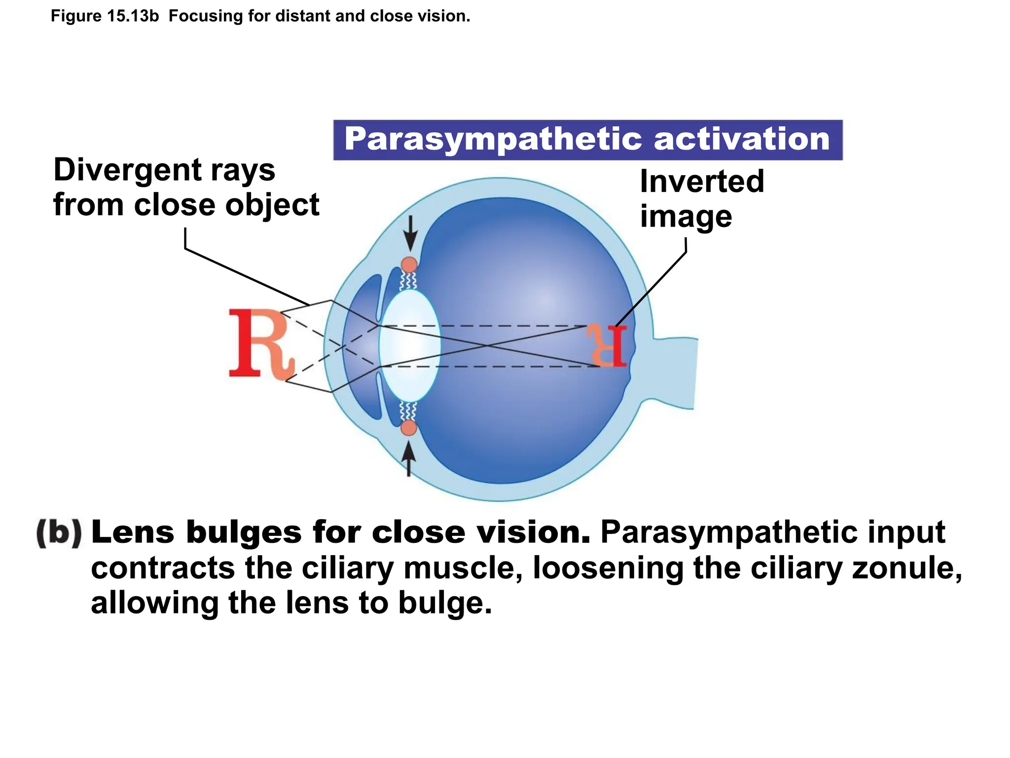 VISION IN ANIMALS VETERINARY PHYSIOLOGY.pdf