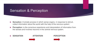 Vision as an eye structure & theories.pptx
