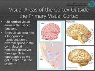 Visual Agnosia Brain