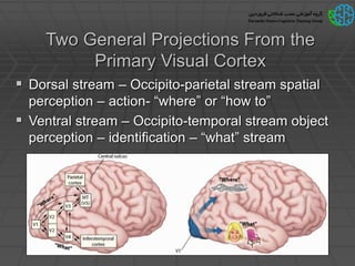 Visual Agnosia Brain