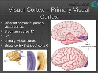Visual Agnosia Brain