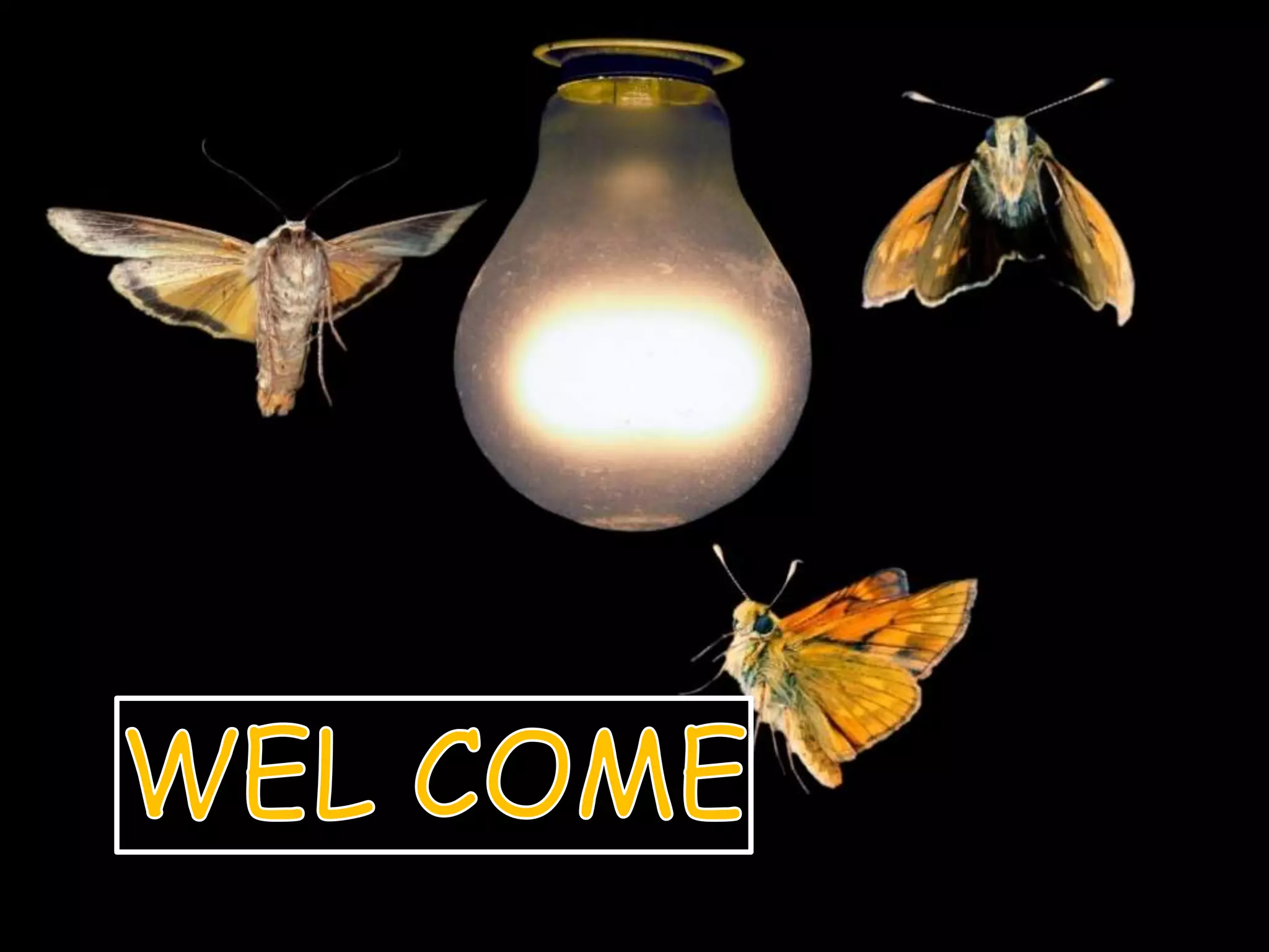 Vision and visual navigation in nocturnal insects | PPTX