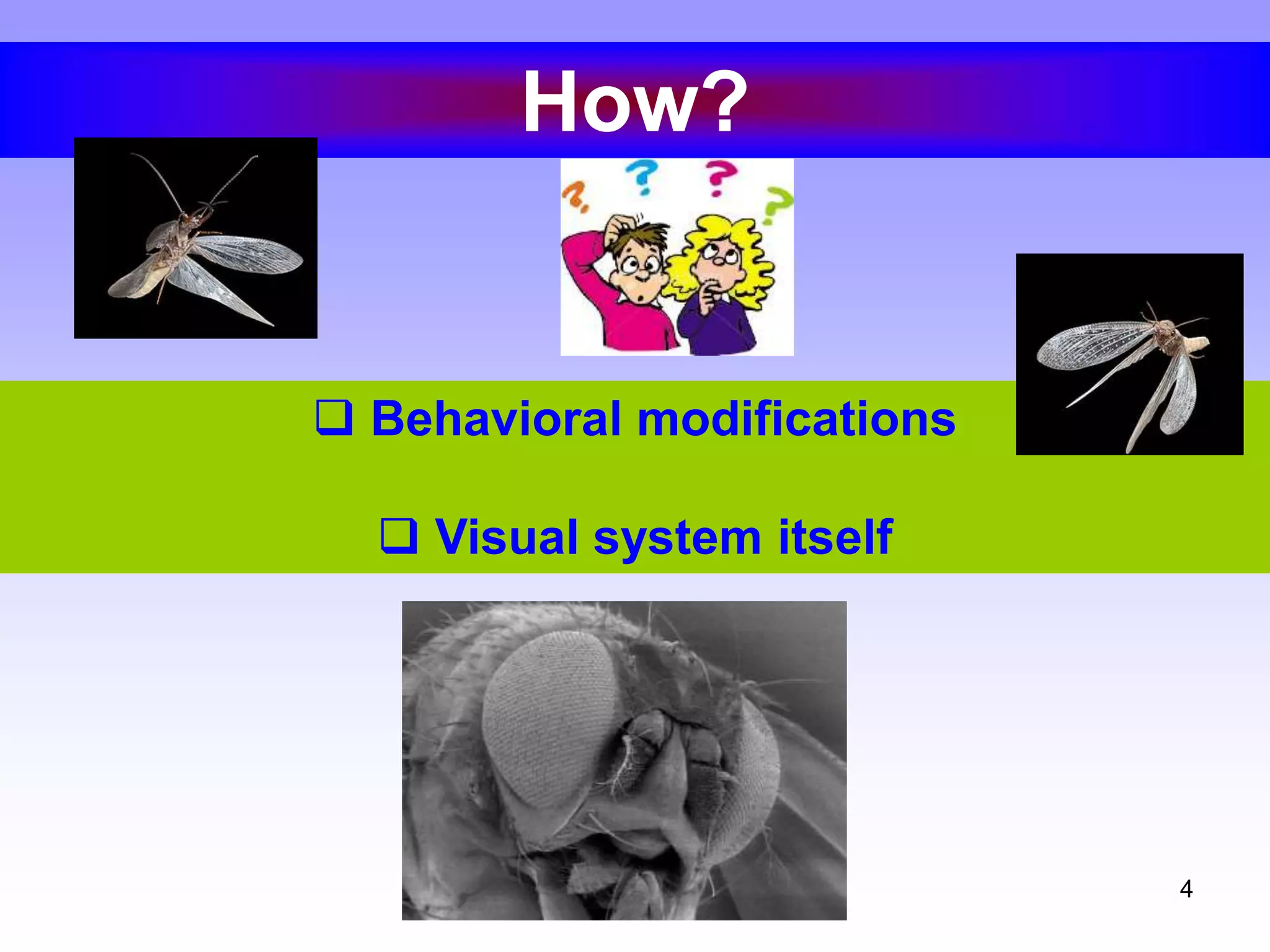 Vision and visual navigation in nocturnal insects | PPTX | Geography ...