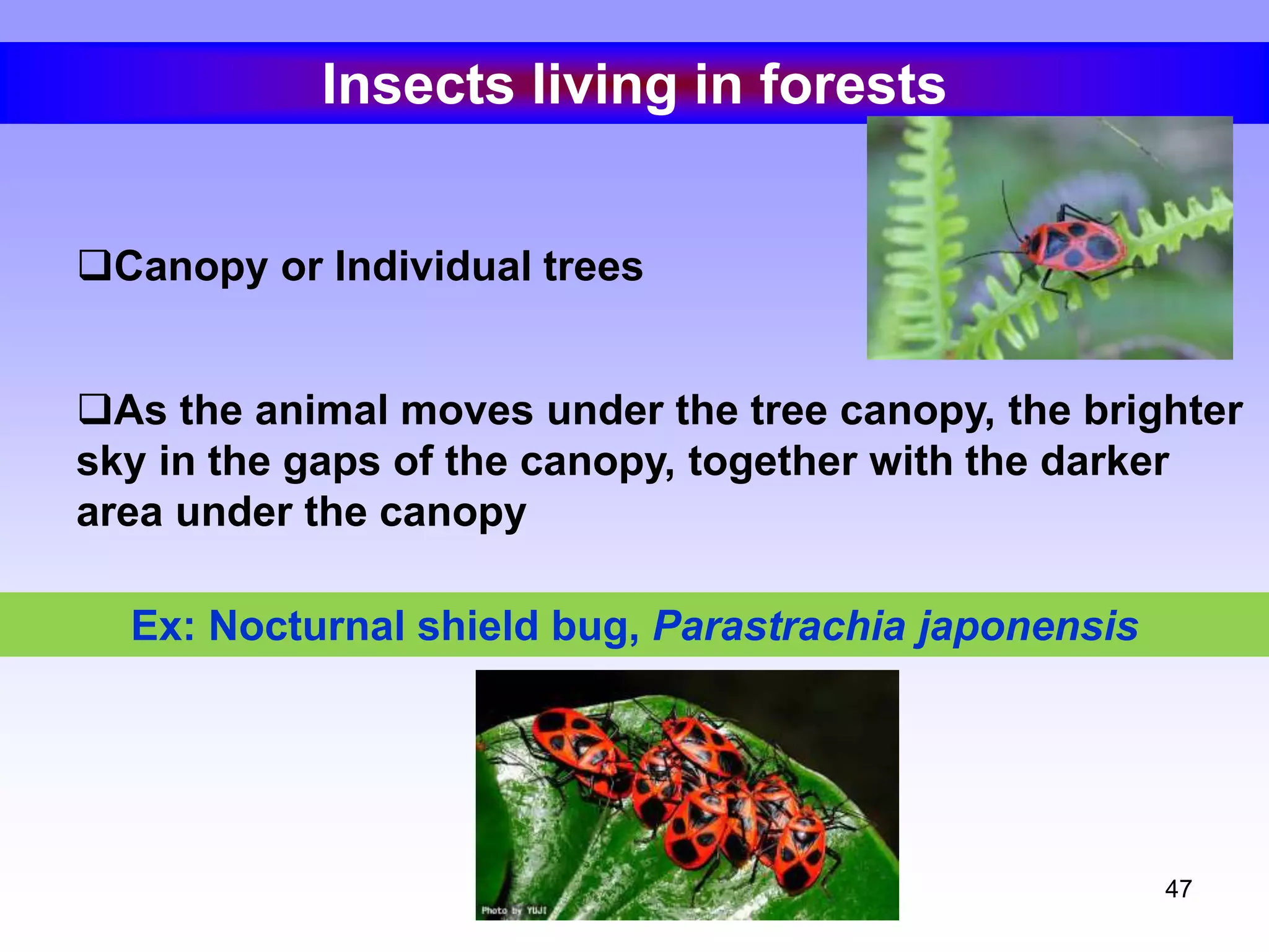 Vision and visual navigation in nocturnal insects | PPTX | Geography ...