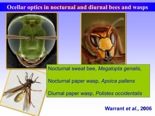 Vision and visual navigation in nocturnal insects | PPTX | Geography ...