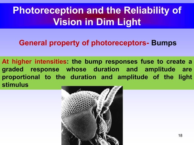 Vision and visual navigation in nocturnal insects | PPTX | Geography ...