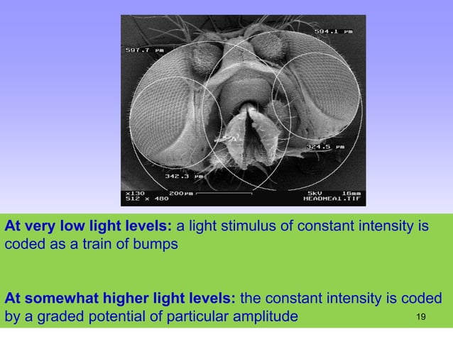 Vision and visual navigation in nocturnal insects | PPTX | Geography ...