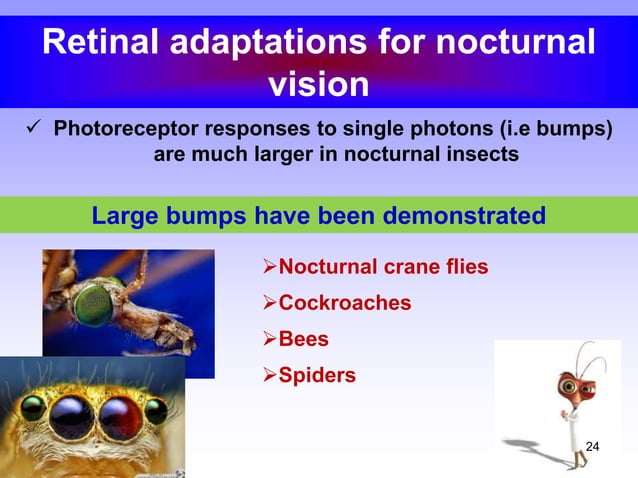 Vision and visual navigation in nocturnal insects | PPTX | Geography ...
