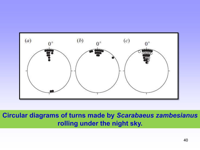 Vision and visual navigation in nocturnal insects | PPTX | Geography ...