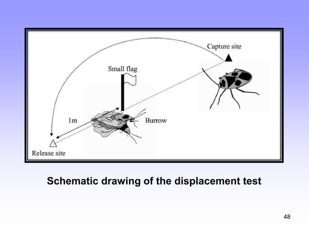 Vision and visual navigation in nocturnal insects | PPTX | Geography ...