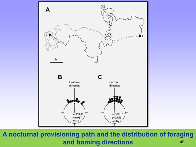 Vision and visual navigation in nocturnal insects | PPTX | Geography ...
