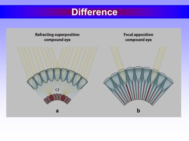 Vision and visual navigation in nocturnal insects | PPTX | Geography ...