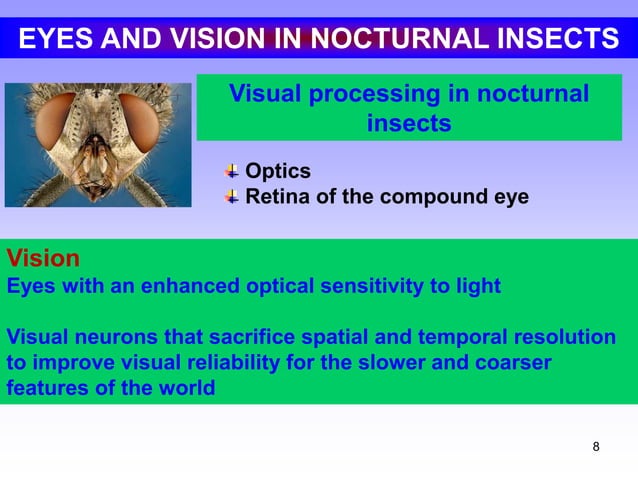 Vision and visual navigation in nocturnal insects | PPTX | Geography ...