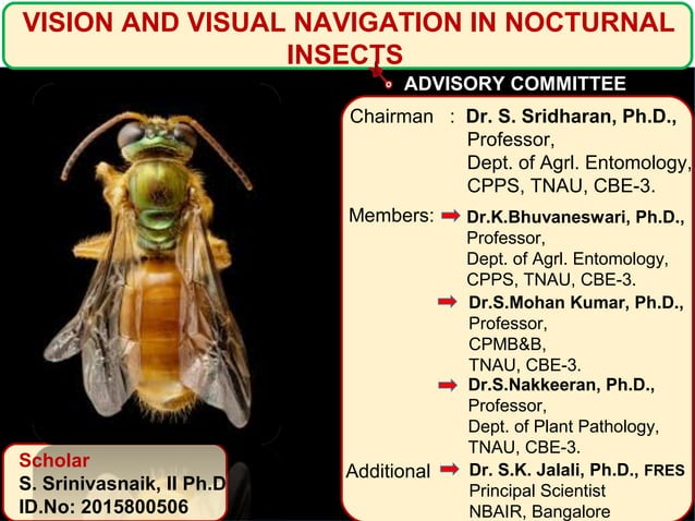 Vision and visual navigation in nocturnal insects-SSNAIK TNAU | PPT ...