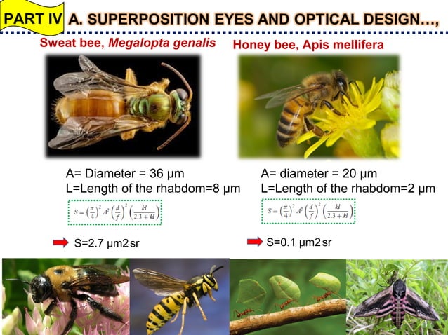 Vision and visual navigation in nocturnal insects-SSNAIK TNAU | PPT ...
