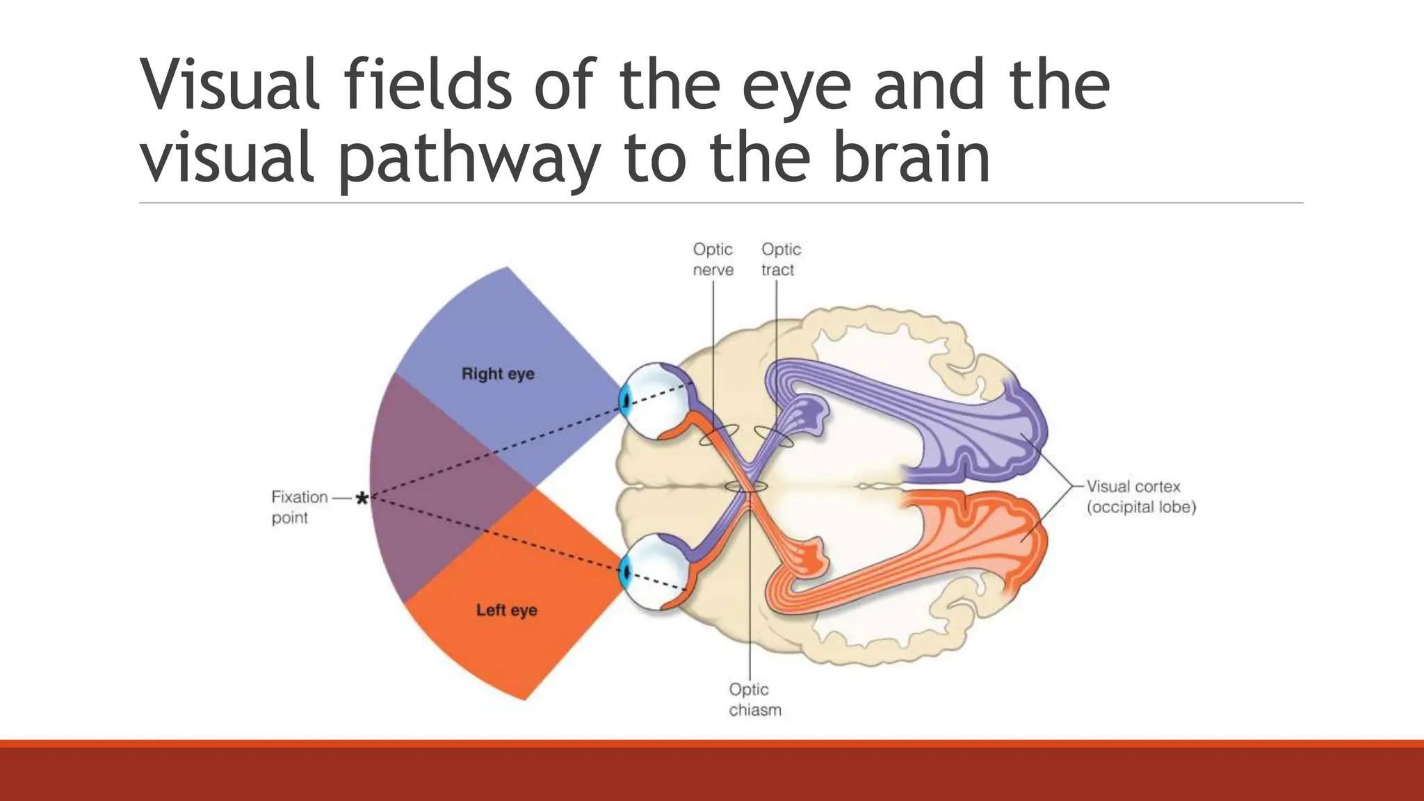 Vision assessment.pptx ophthalmology BSc nursing ppt | PPTX