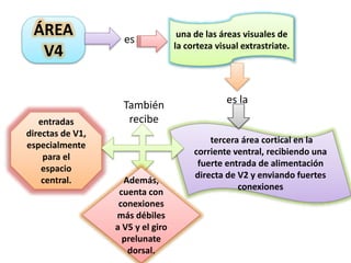 División de la Corteza occipital (Área V4) | PPTX