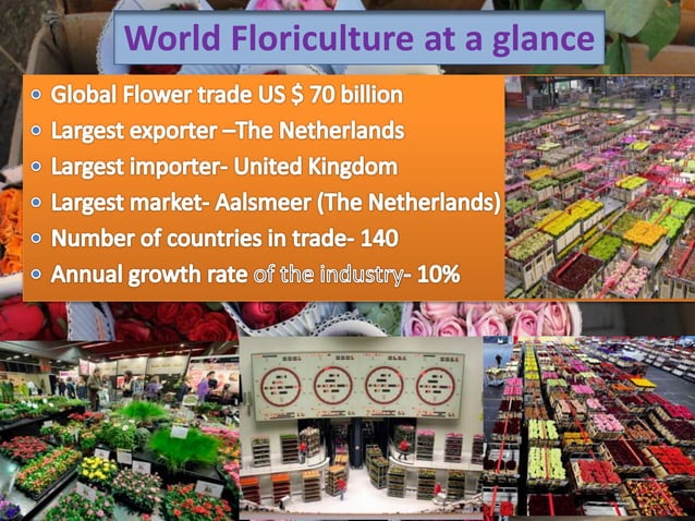Vision_for_floriculture POWERPOINT PRESENTATION | PPTX | Agriculture ...