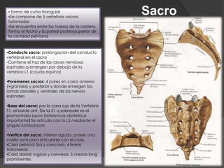 Vision general de la espalda y columna vertebral | PPTX