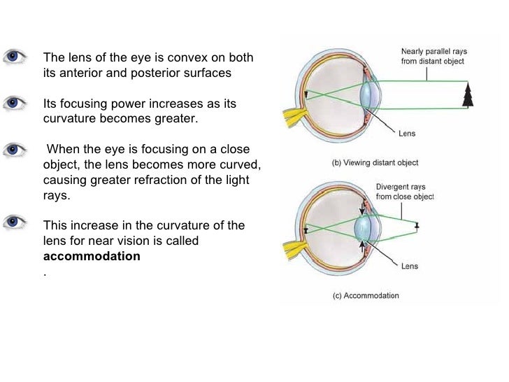 What Is Vision Physiology at Pedro Guevara blog