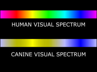 Vision in animals | PPTX