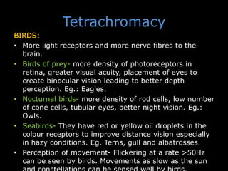 Vision in animals | PPTX