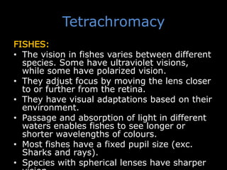 Vision in animals | PPTX