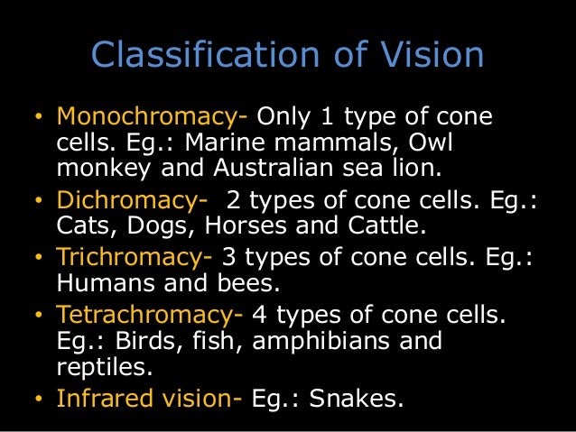 Vision in animals