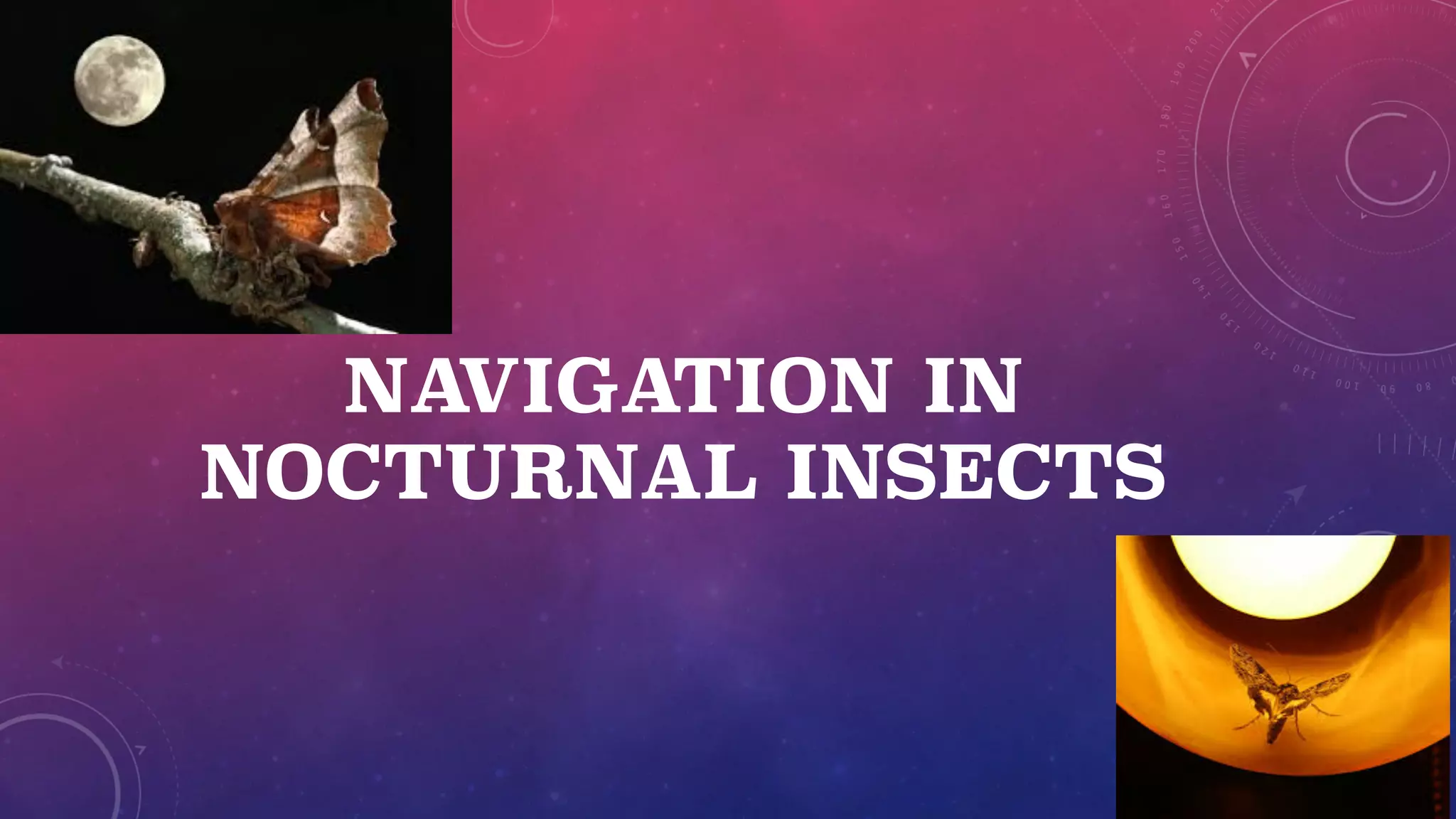 Vision and visual navigation in nocturnal insects | PDF