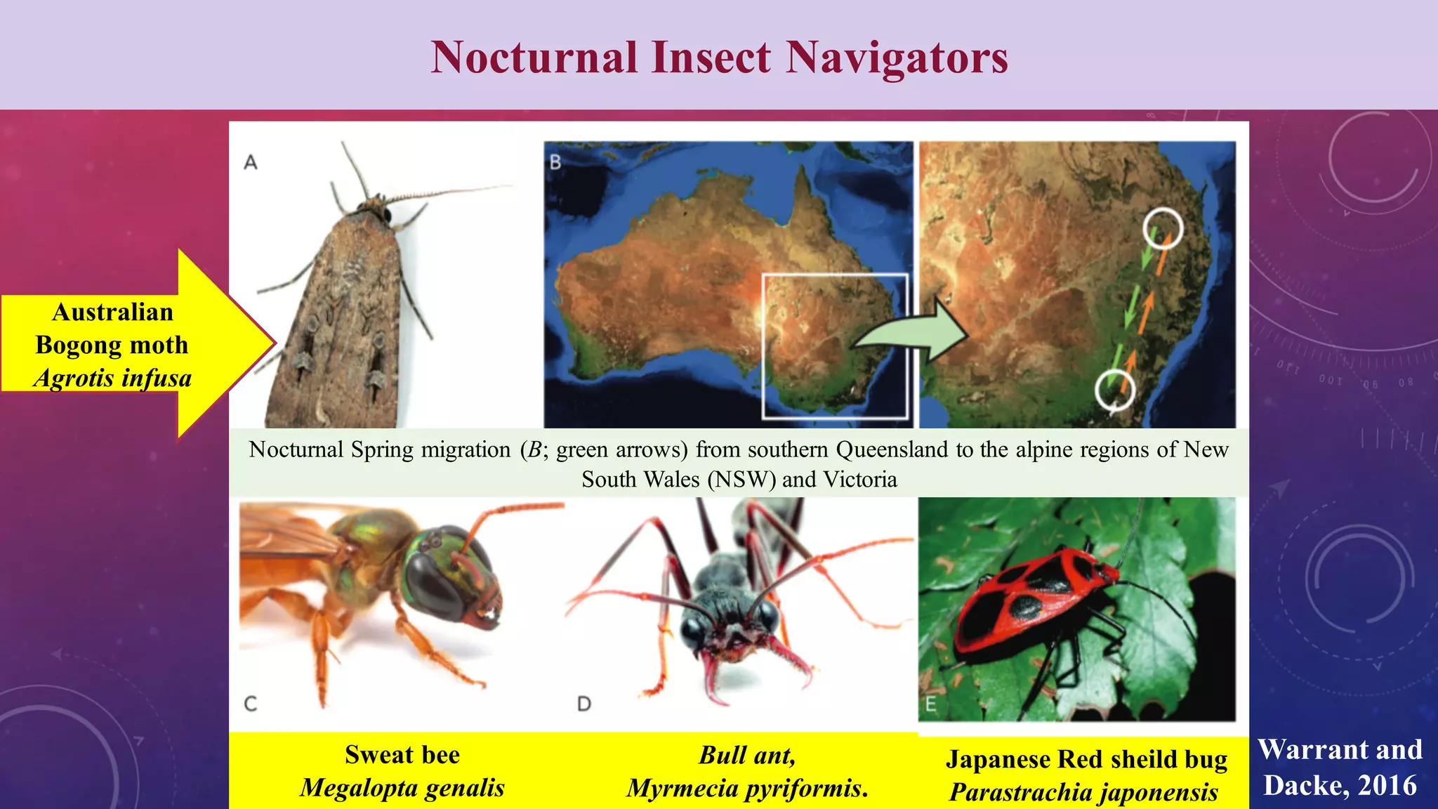 Vision and visual navigation in nocturnal insects | PDF