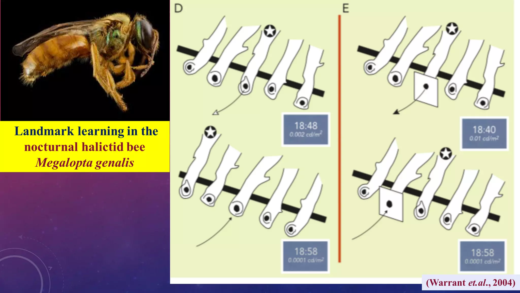 Vision and visual navigation in nocturnal insects | PDF