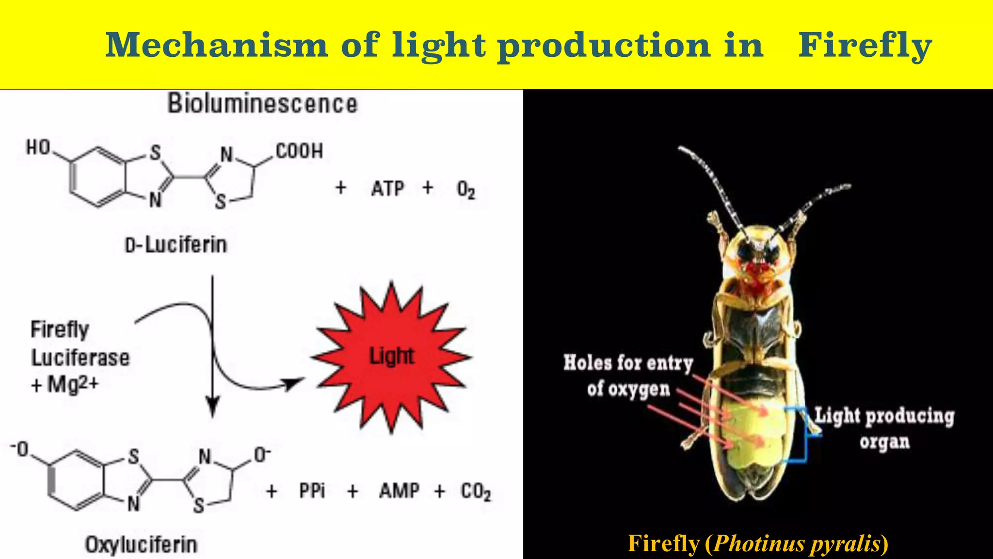 Vision and visual navigation in nocturnal insects | PDF