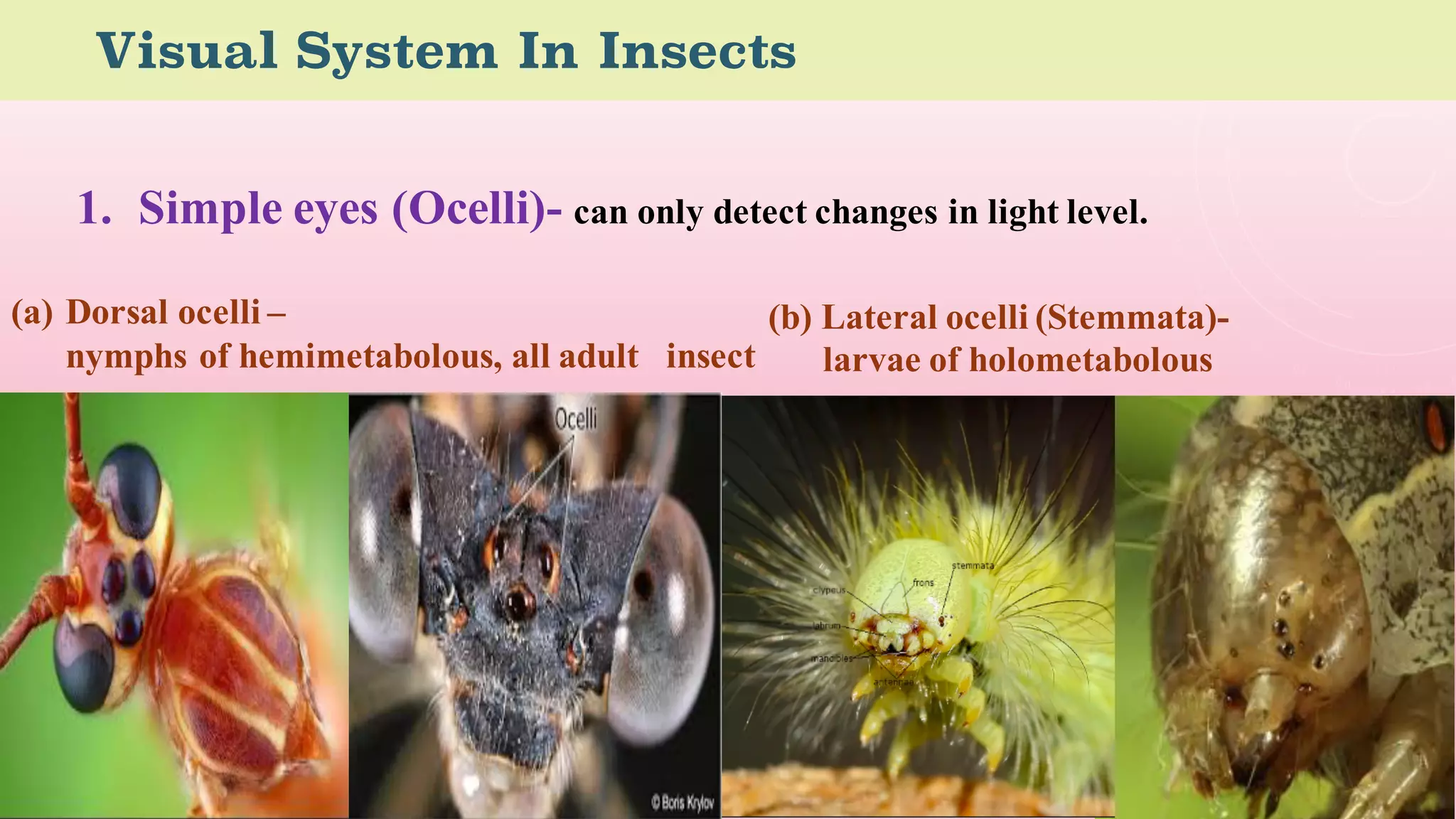 Vision and visual navigation in nocturnal insects | PDF