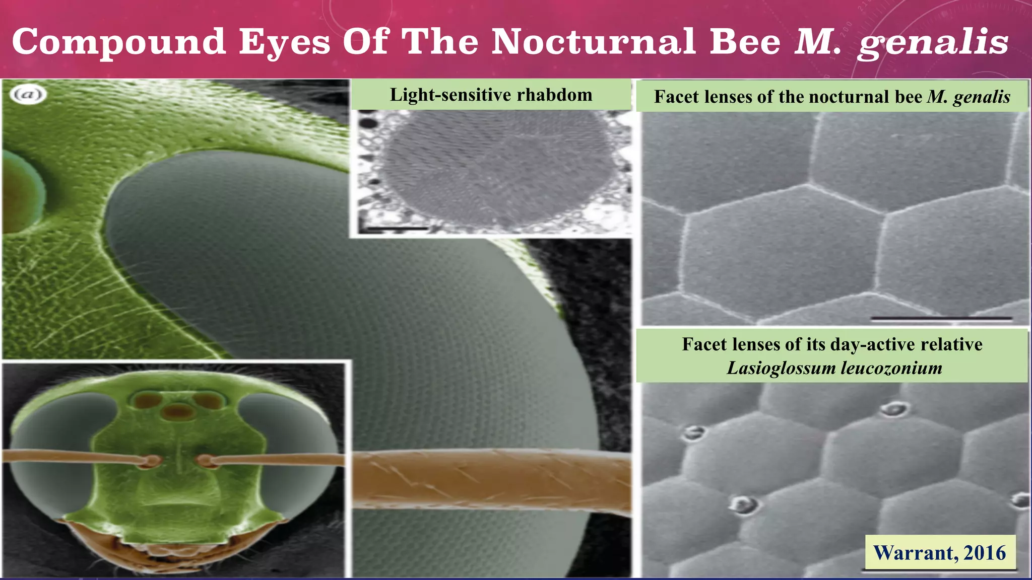 Vision and visual navigation in nocturnal insects | PDF