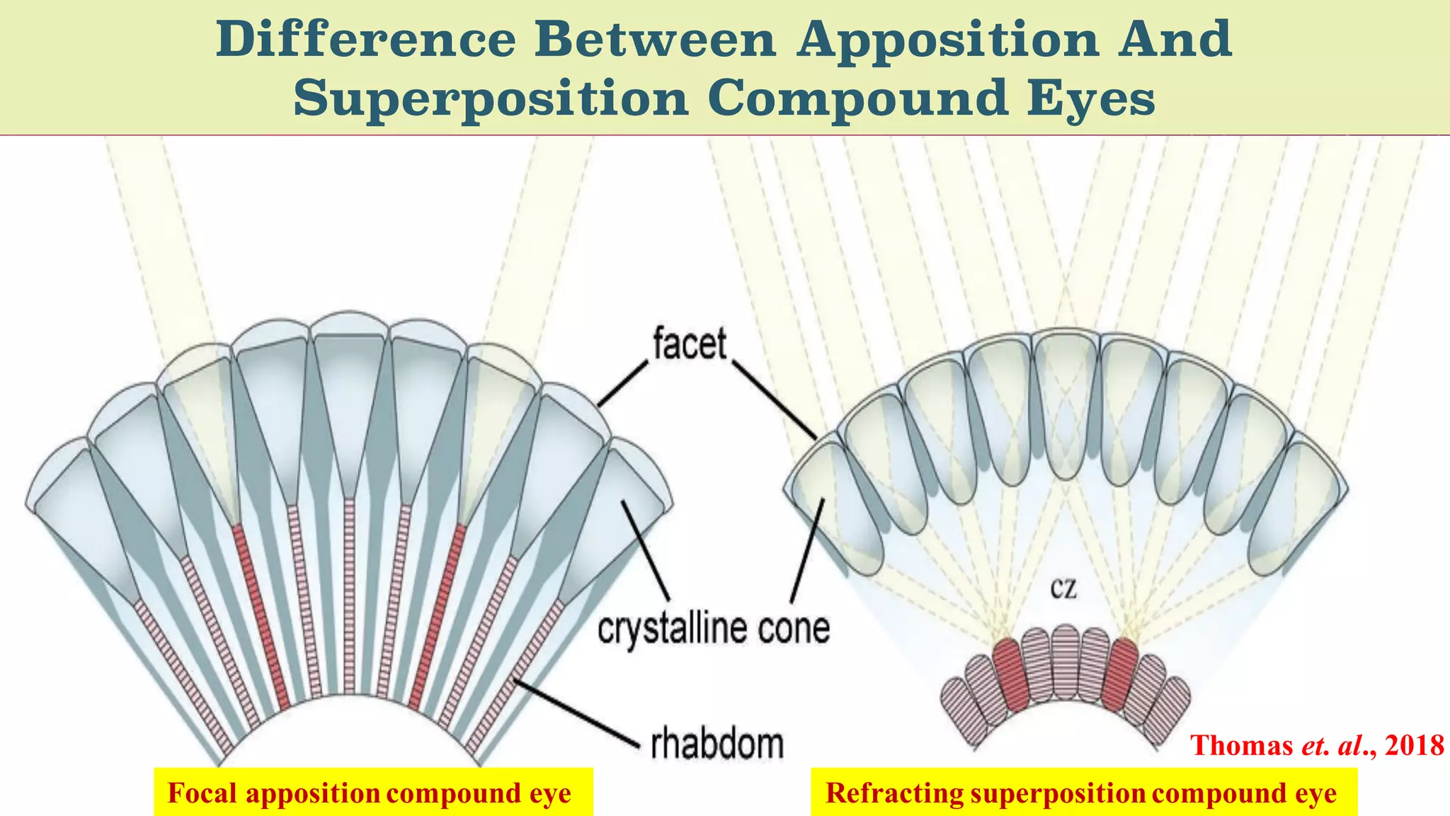 Vision and visual navigation in nocturnal insects | PDF