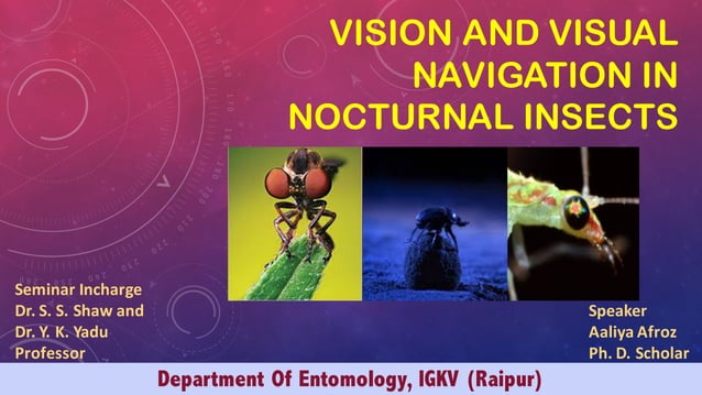 Vision and visual navigation in nocturnal insects | PDF | Eye and ...