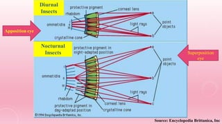Vision and visual navigation in nocturnal insects | PDF