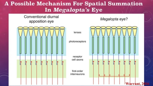 Vision and visual navigation in nocturnal insects | PDF | Eye and ...