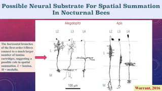 Vision and visual navigation in nocturnal insects | PDF