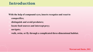 Vision and visual navigation in nocturnal insects | PDF