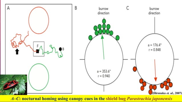 Vision and visual navigation in nocturnal insects | PDF | Eye and ...