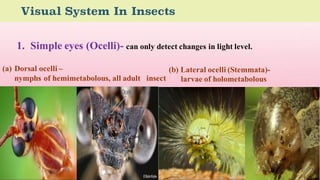 Vision and visual navigation in nocturnal insects | PDF