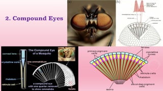 Vision and visual navigation in nocturnal insects | PDF