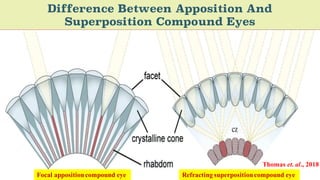 Vision and visual navigation in nocturnal insects | PDF