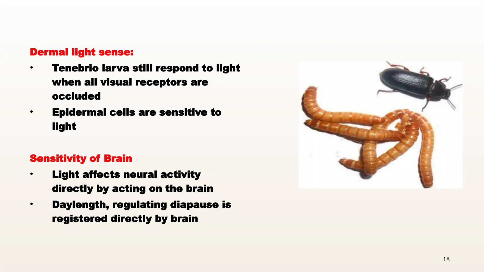 Vision in Insects (simple eye, compound eye).pptx