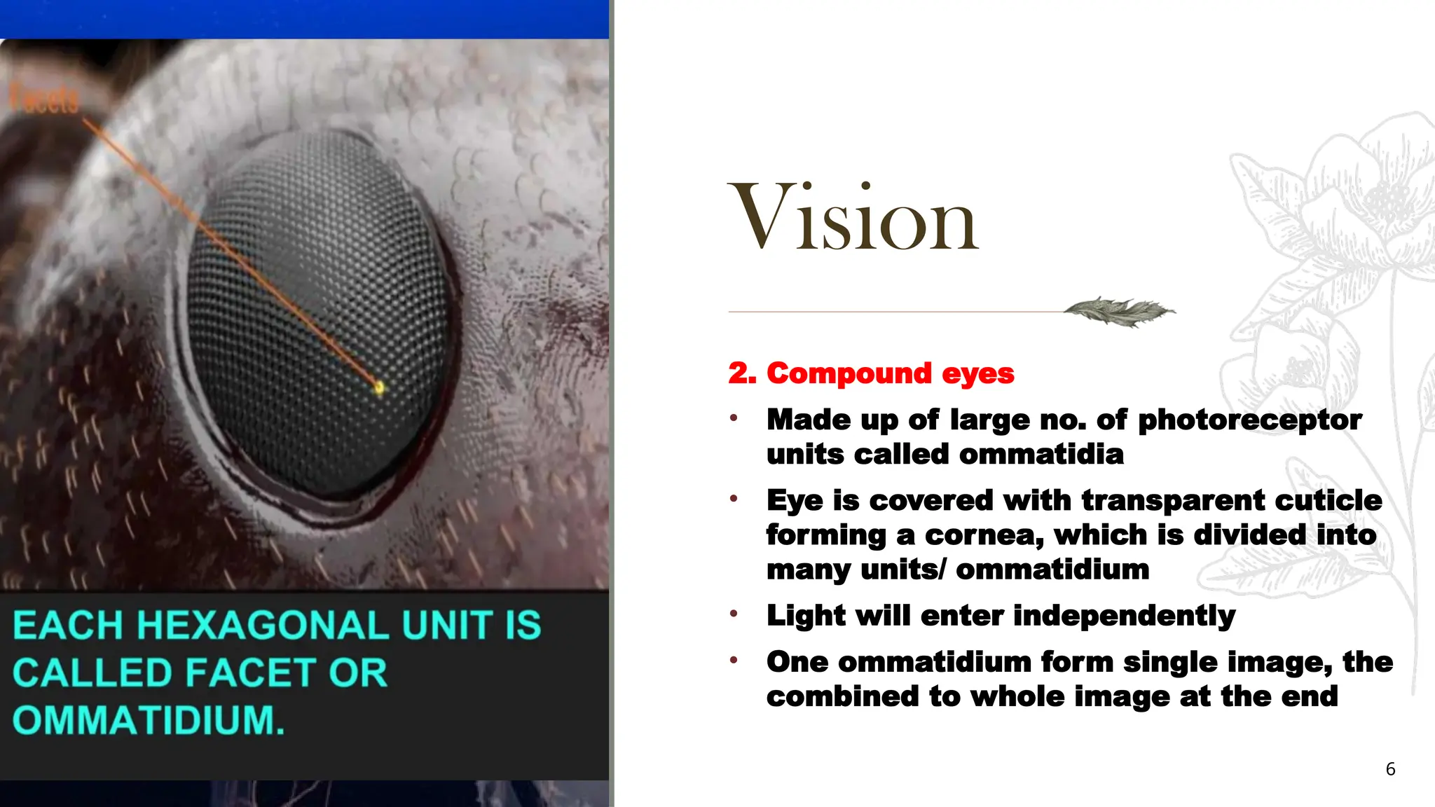 Vision in Insects (simple eye, compound eye).pptx