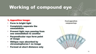 Vision in Insects (simple eye, compound eye).pptx