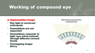 Vision in Insects (simple eye, compound eye).pptx