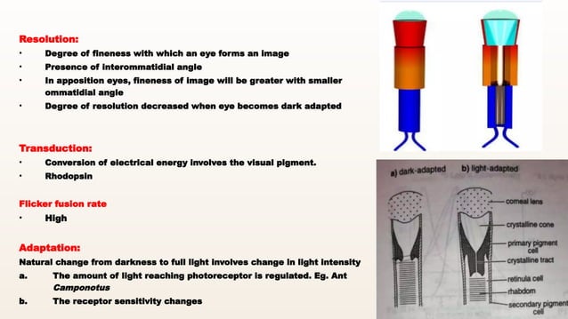 Vision in Insects (simple eye, compound eye).pptx